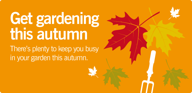 Autumn top tips - Haskins Garden Centres