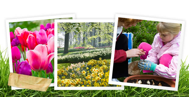 5 Tips for Great Bulb Displays - Haskins Garden Centres