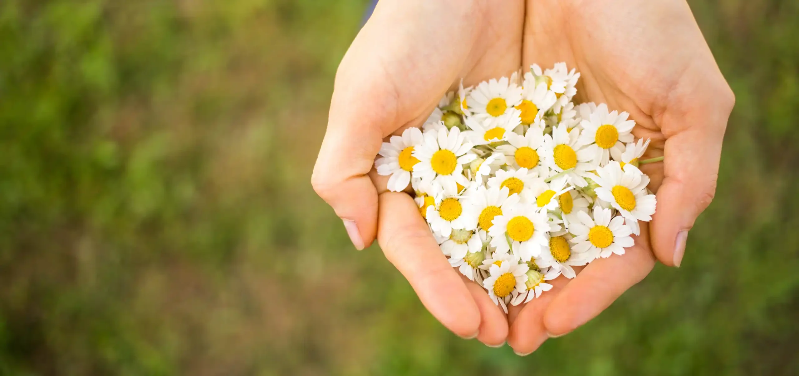 Haskins Ferndown nominated charity - Haskins Garden Centres