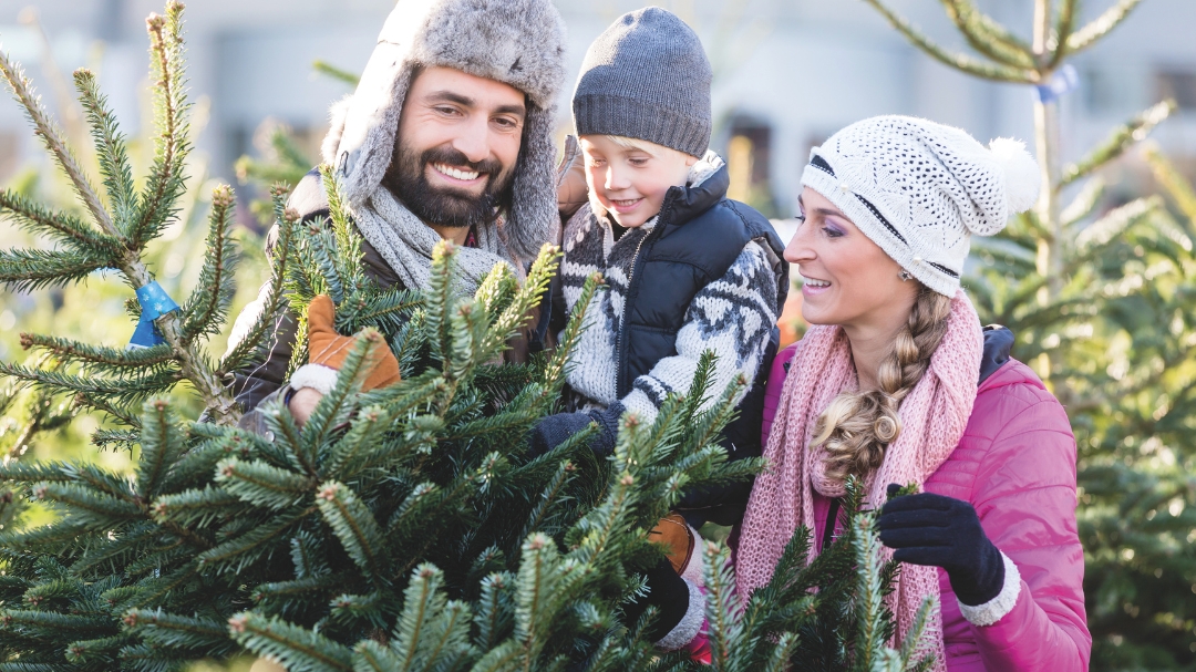 The Ultimate Christmas Tree Care Guide - Haskins Garden Centres