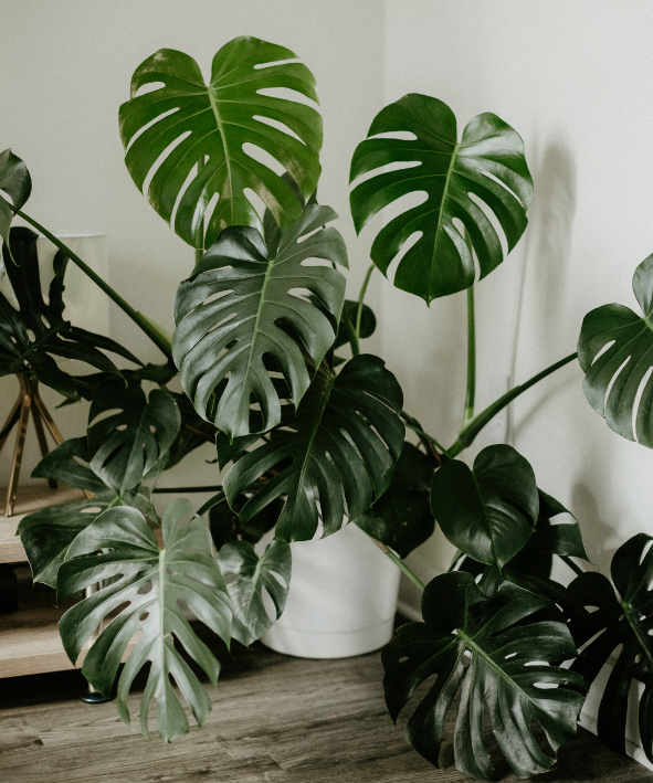 The Great Swap: From Festive to Foliage - Haskins Garden Centres