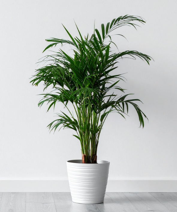 The Great Swap: From Festive to Foliage - Haskins Garden Centres