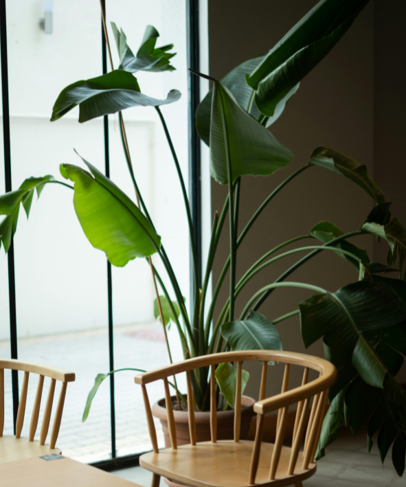 The Great Swap: From Festive to Foliage - Haskins Garden Centres