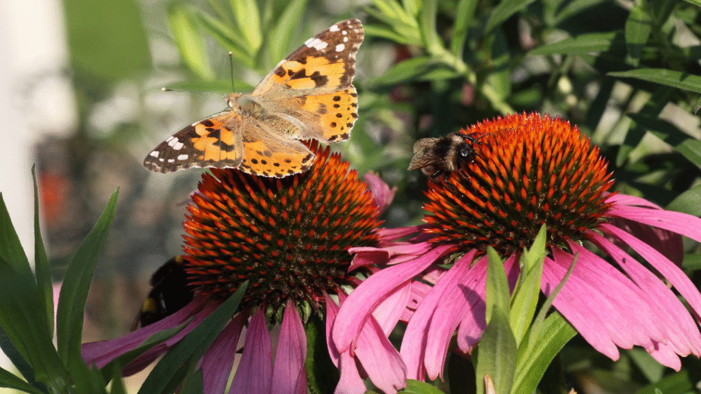 How to Help Pollinators in Your Garden This Summer - Haskins Garden Centres